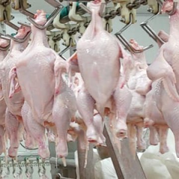 6000BPH Chicken Dressing Plant | Poultry Slaughtering Equipment